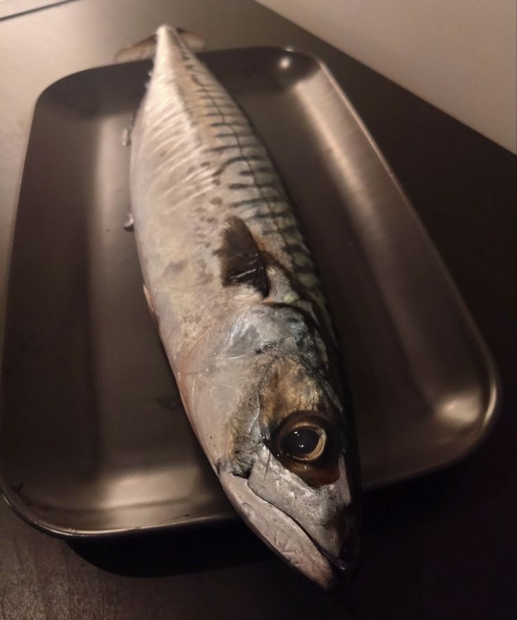 Shime Saba (pickled mackerel sushi) – The Martini Socialist