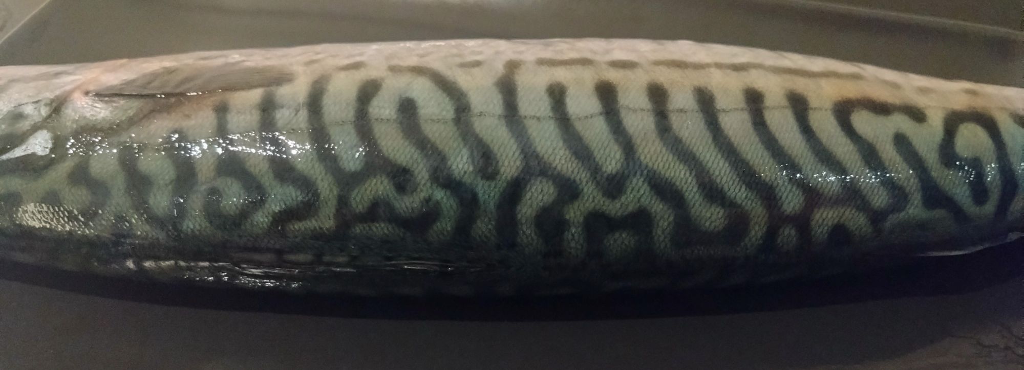 Shime Saba (pickled mackerel sushi) – The Martini Socialist