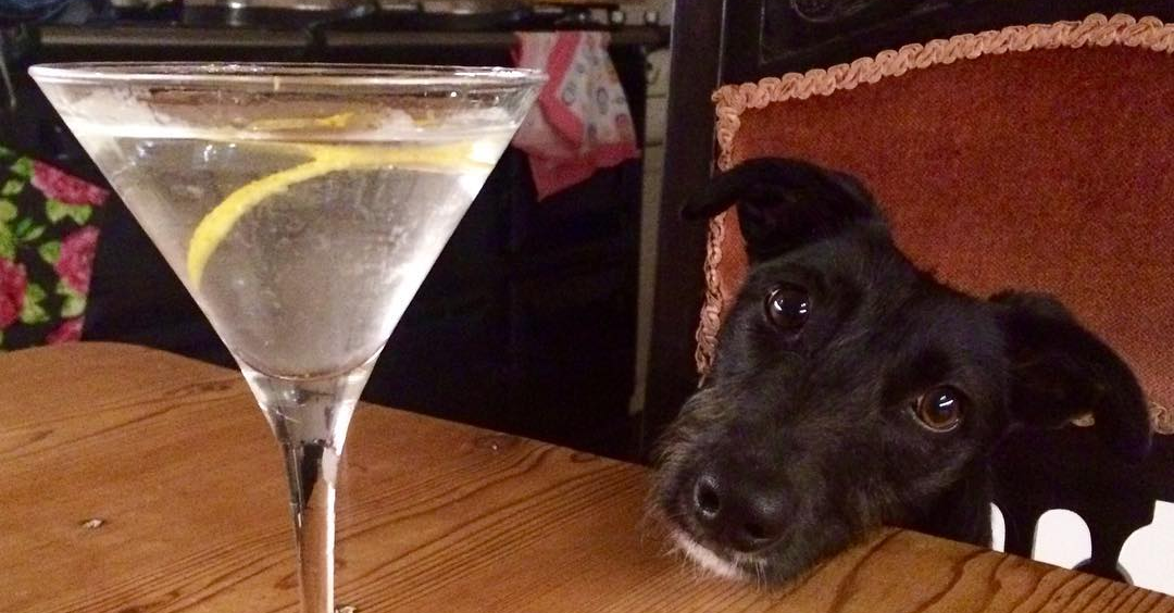 His Master’s Vice – how dogs make the best martini partners 🍸🐾 – The ...